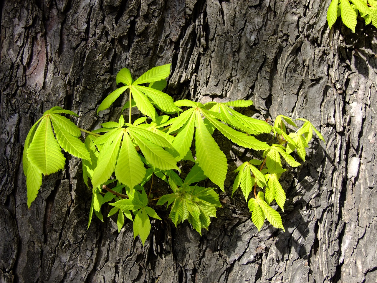 Rosskastanie - Aesculus Hippocastanum - Venenleiden - Panchasana Zentrum